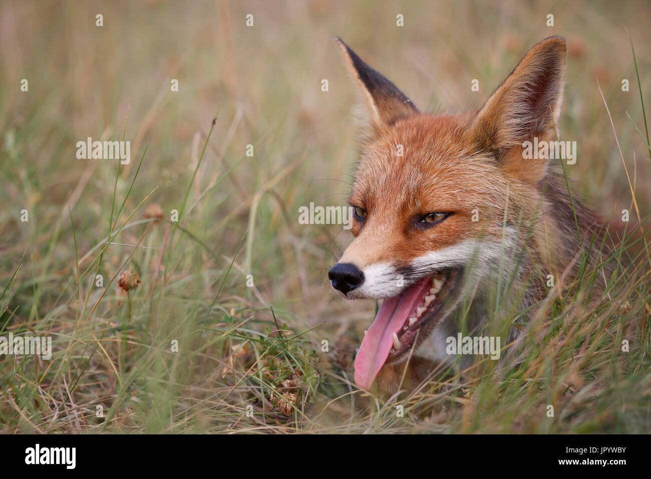 Portrait of Red Fox (Vulpes vulpes), France Stock Photo - Alamy