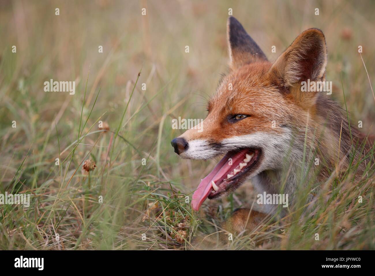 Portrait of Red Fox (Vulpes vulpes), France Stock Photo - Alamy