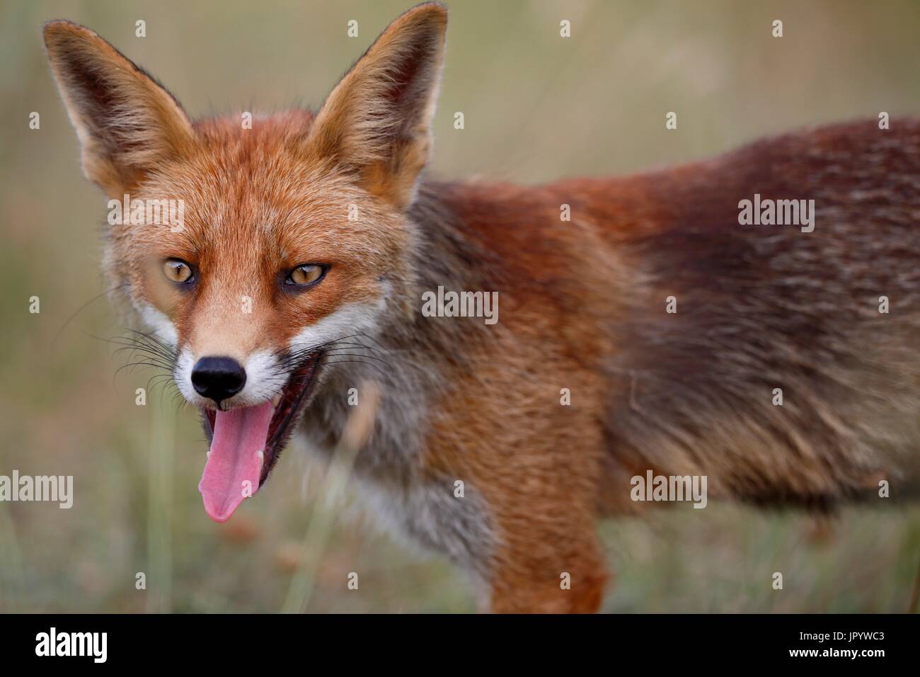 Portrait of Red Fox (Vulpes vulpes), France Stock Photo - Alamy