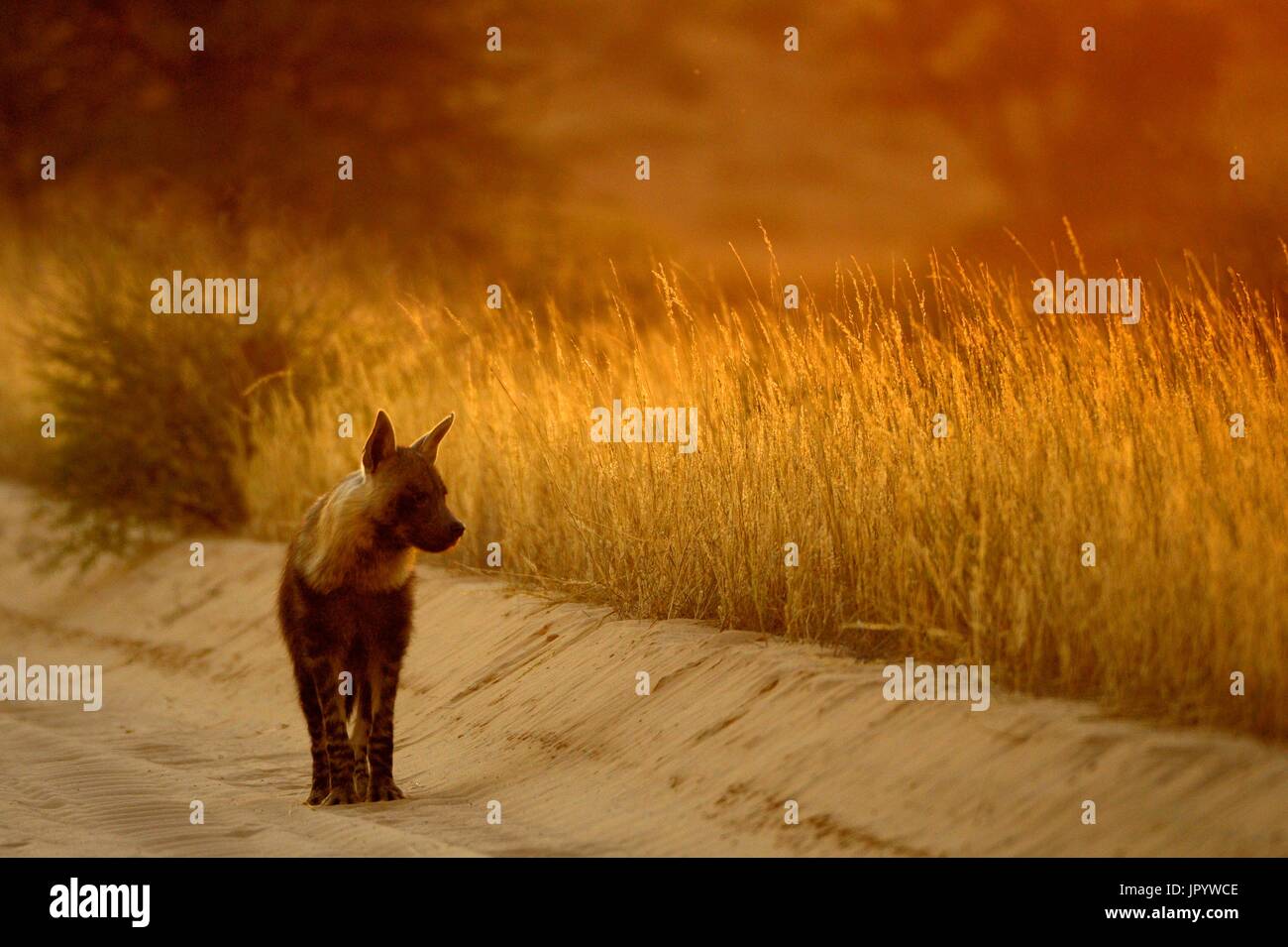 Brown hyena (Parahyaena brunnea) at sunset in the Kalahari Desert ...