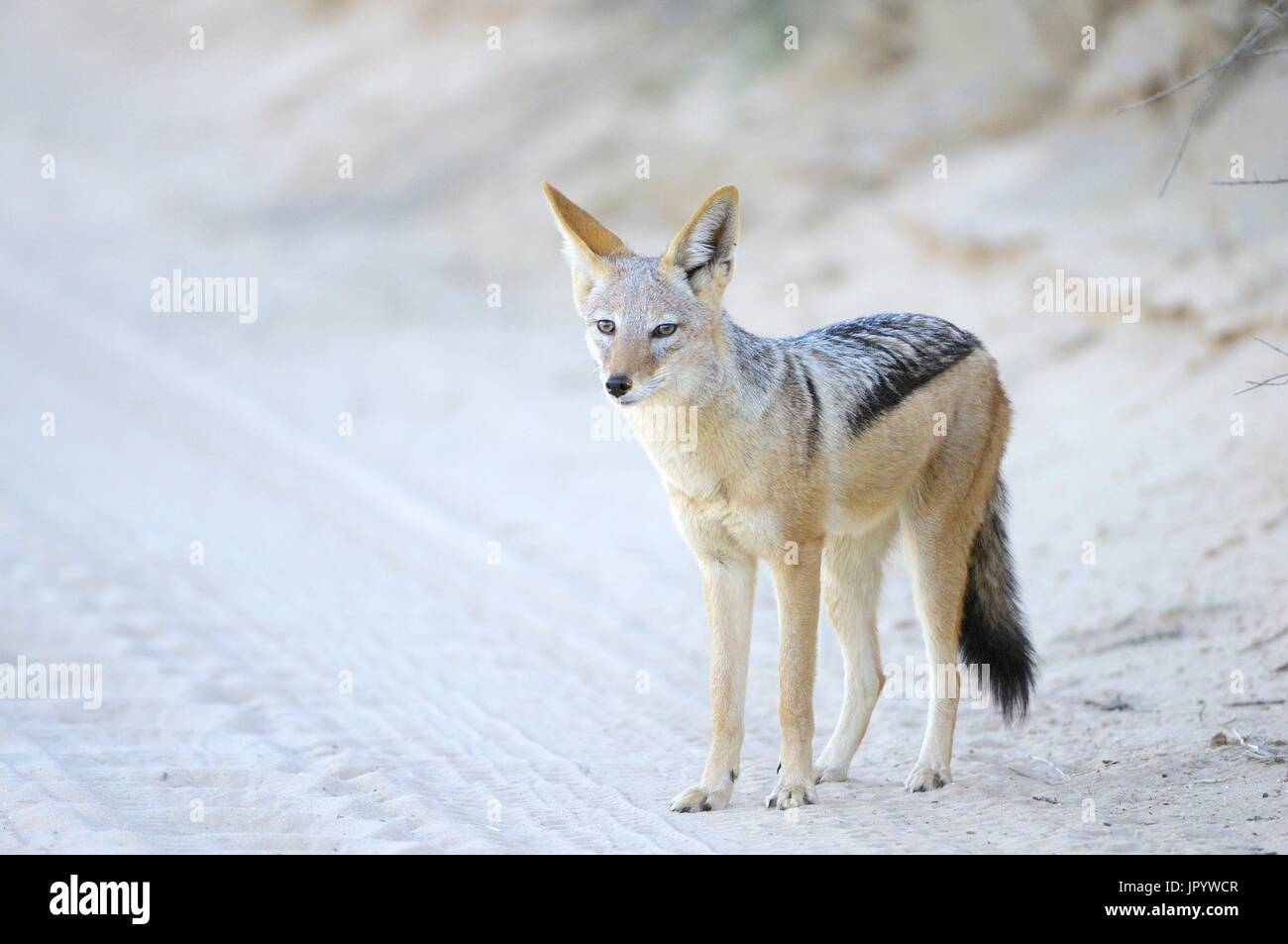 Black-backed jackal (Canis mesomelas) in the Kalahari desert, Kgalagad ...