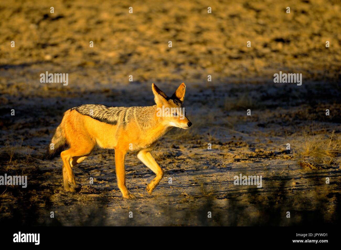 Black-backed jackal (Canis mesomelas) in the Kalahari desert at sunset ...
