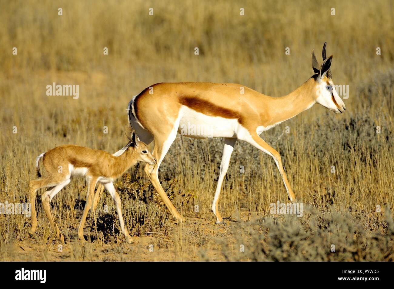 A mother Springbok (Antidorcas marsupialis) with her young moving in ...