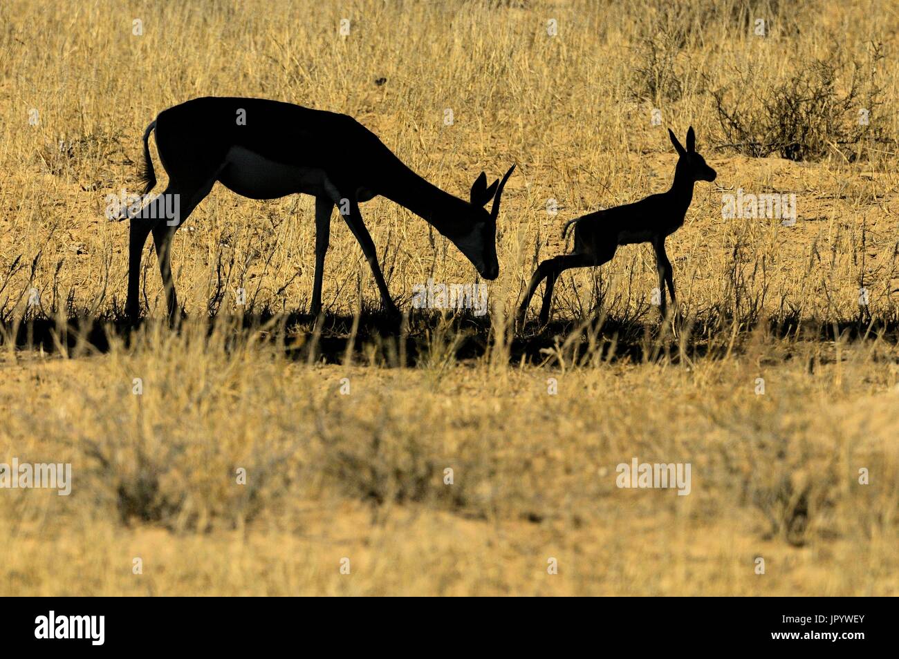 A mother Springbok (Antidorcas marsupialis) with her young in the ...