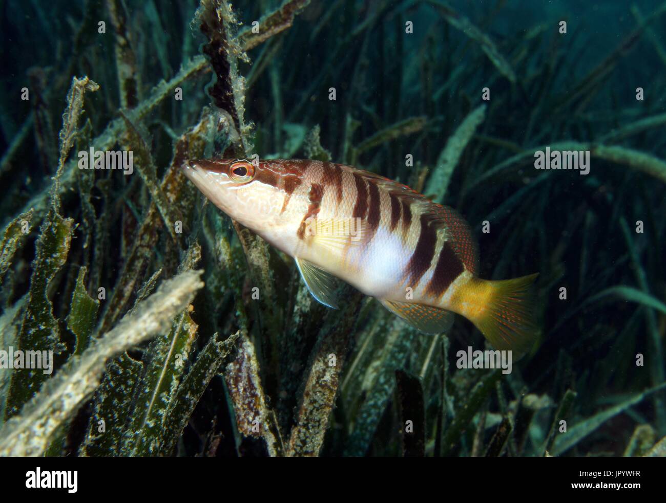 Painted Comber (Serranus scriba) on look out in Posidonia, Cerbere ...