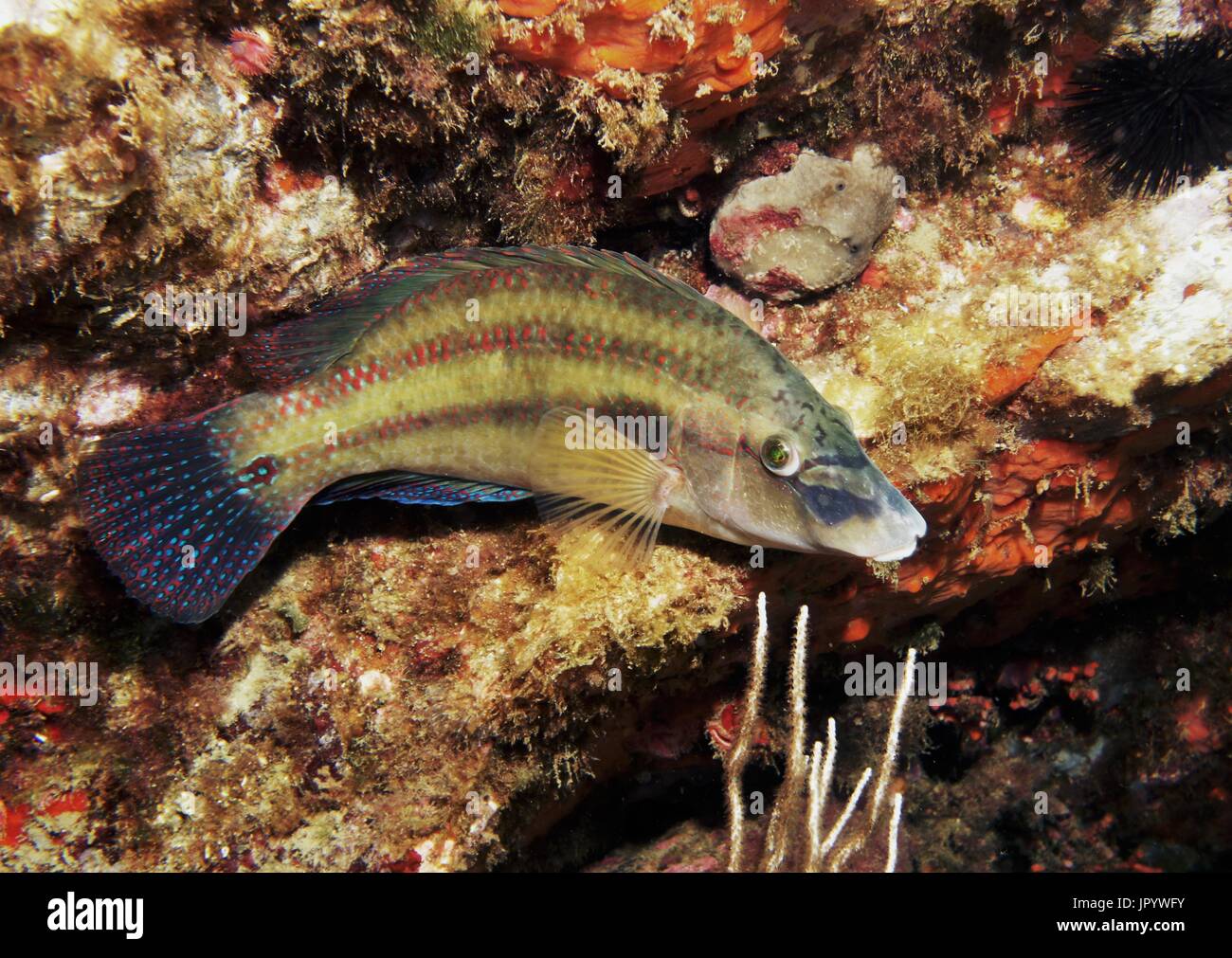 Pointed-snout wrasse (Symphodus rostratus) on reef, Cerbere, Occitanie ...