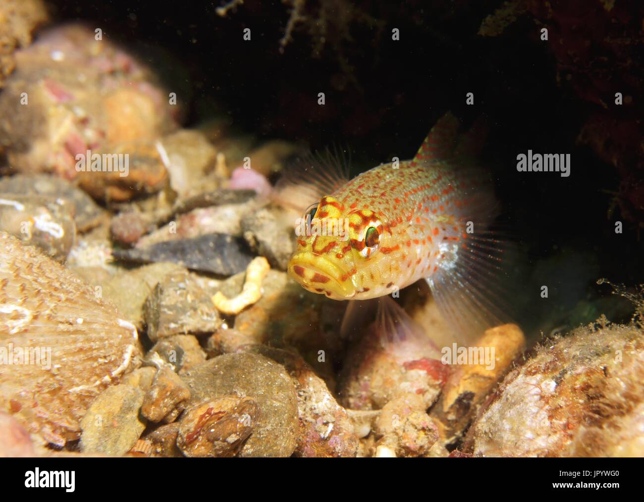Golden goby (Gobius xanthocephalus) on bottom, Cerbere, Occitanie ...