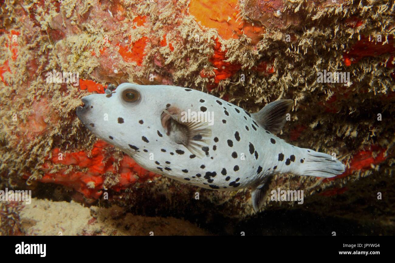 Blackspotted Puffer (Arothron nigropunctatus) in reef, Flic-en-Flac ...