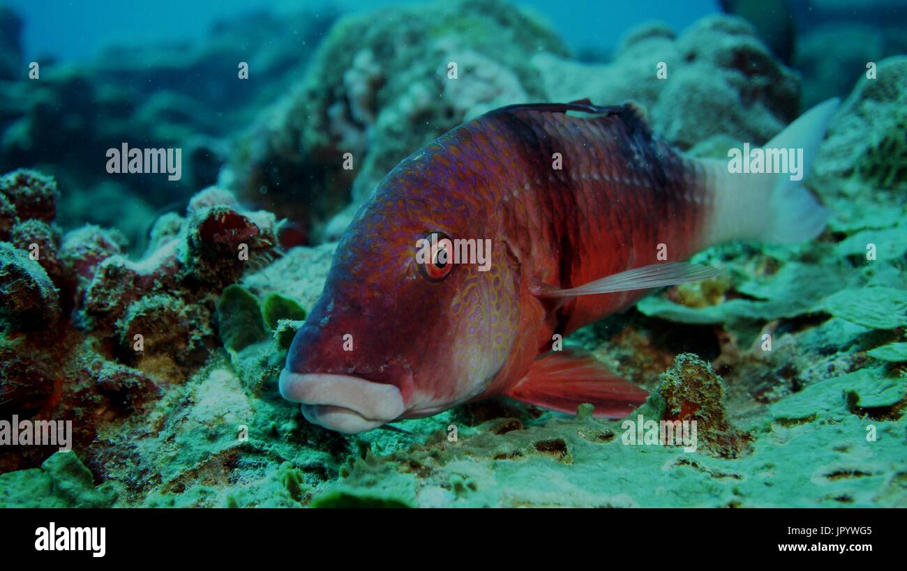 Blue-and-yellow grouper (Epinephelus flavocaeruleus) on reef, Flic-en ...