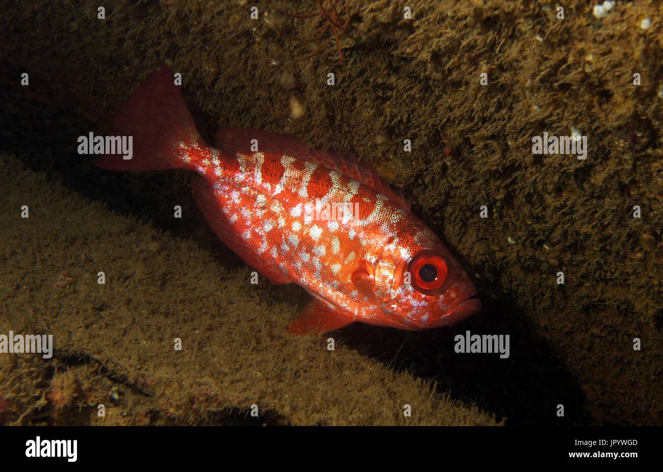 Paeony bulleye ( Priacanthus blochii) in reef, Flic-en-flac, Maurice ...