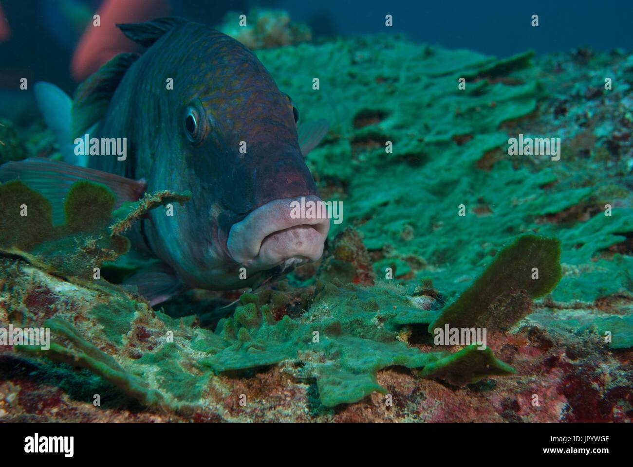 Blue-and-yellow grouper (Epinephelus flavocaeruleus) on reef, Flic-en ...