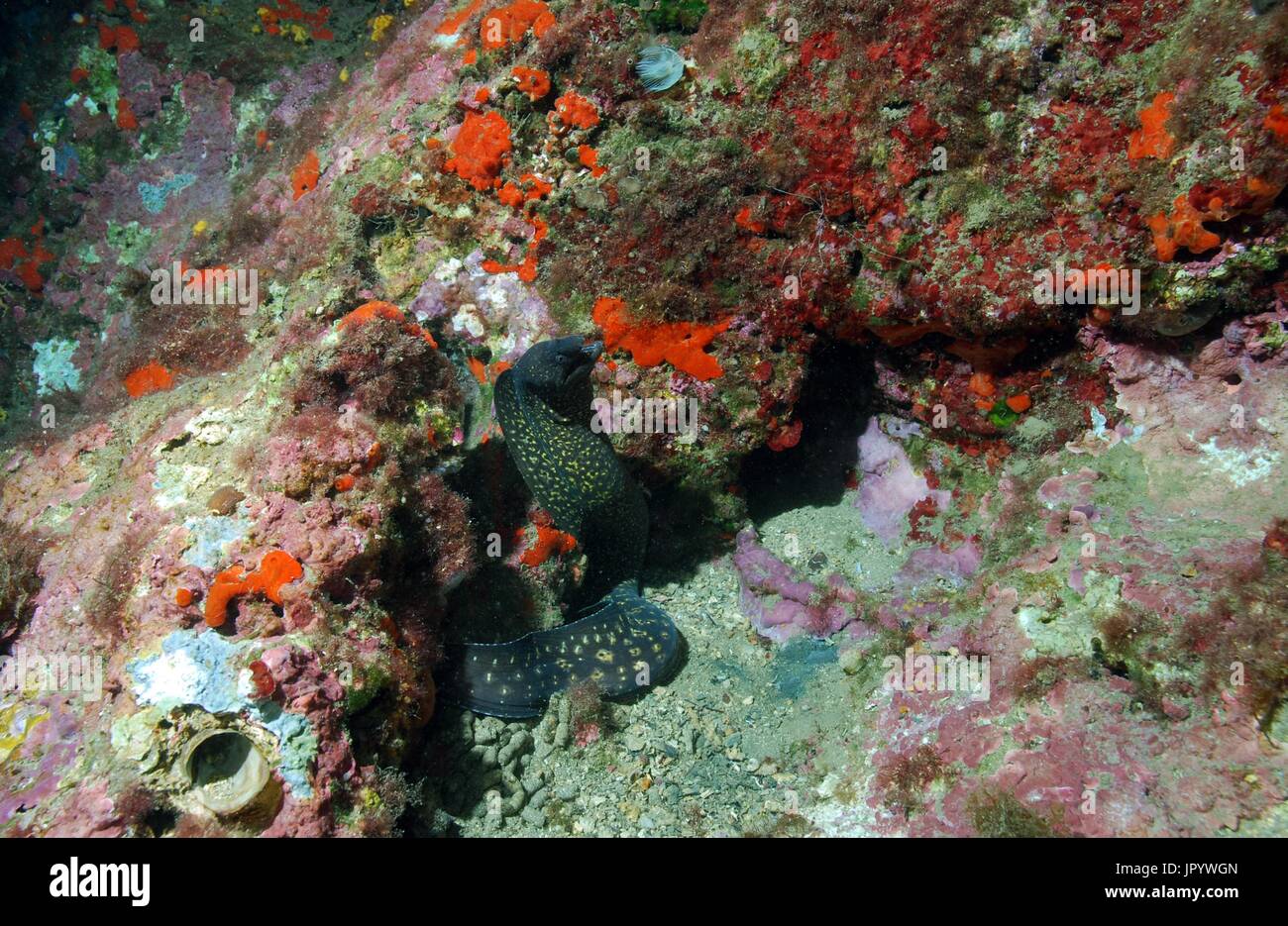 Mediterranean moray (Muraena helena) standing in reef, Marseille ...