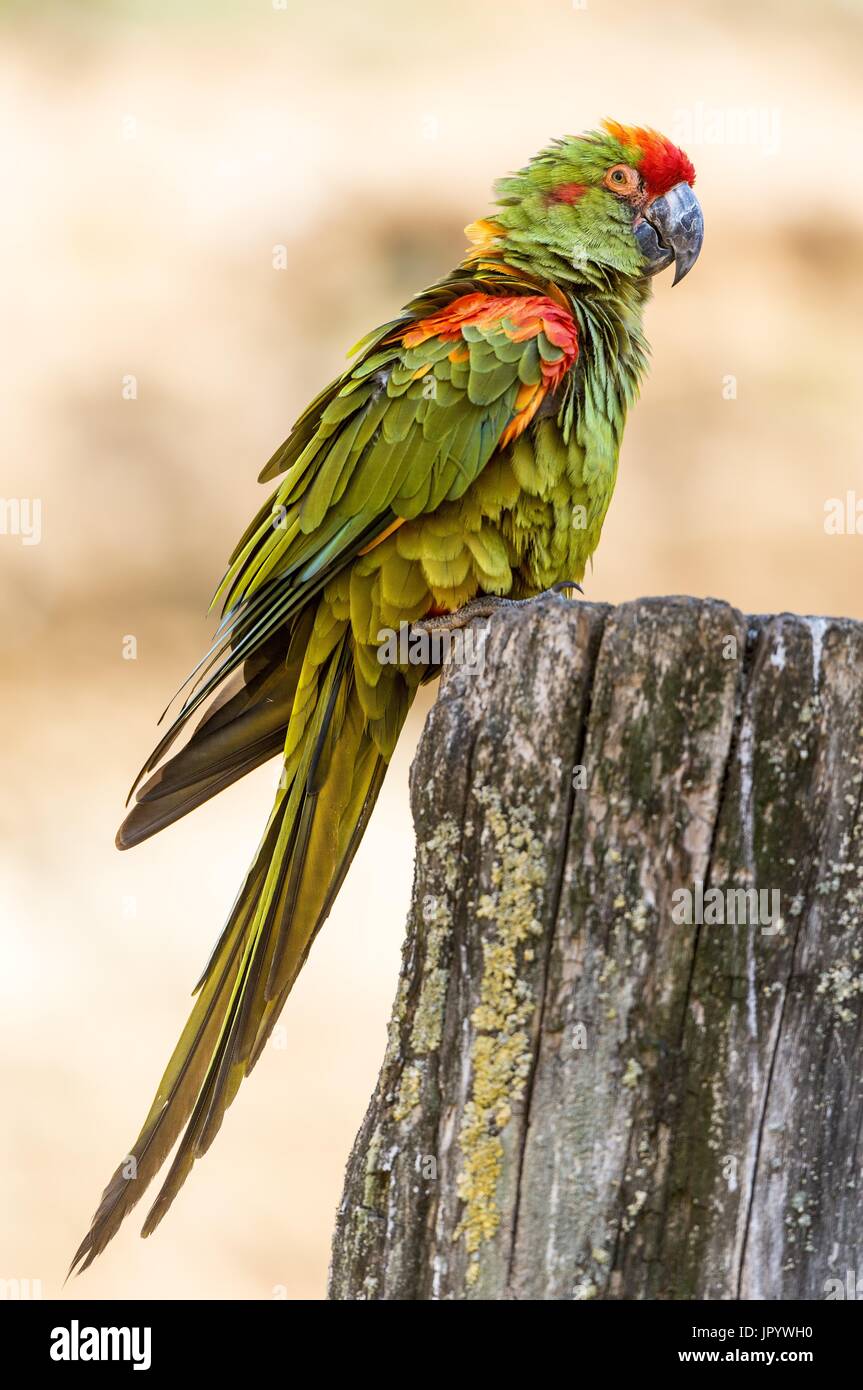 Red-fronted Macaw (Ara rubrogenys) on a pole Stock Photo - Alamy