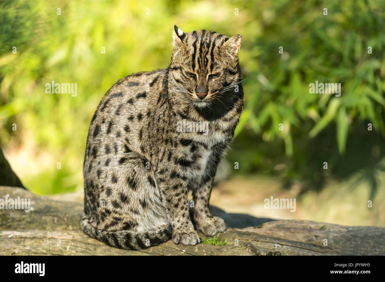 Viverrina hi-res stock photography and images - Alamy