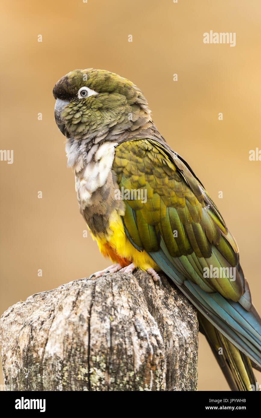 Burrowing Parrot (Cyanoliseus patagonus) on a pole Stock Photo - Alamy