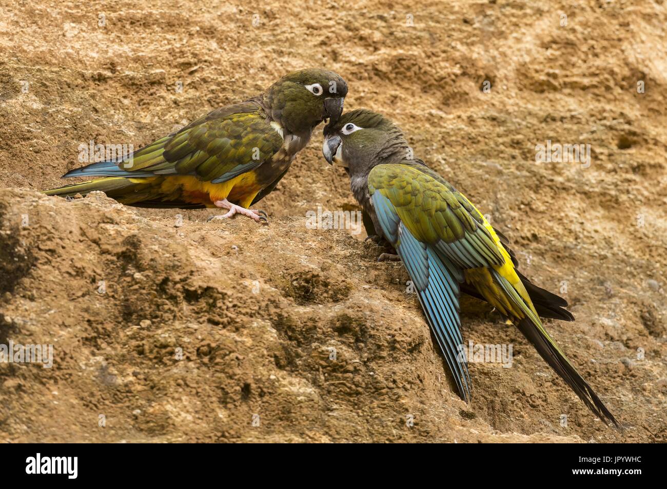 Burrowing Parrot (Cyanoliseus patagonus) on cliff Stock Photo - Alamy