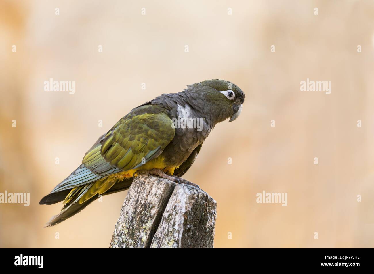 Burrowing Parrot (Cyanoliseus patagonus) on a pole Stock Photo - Alamy