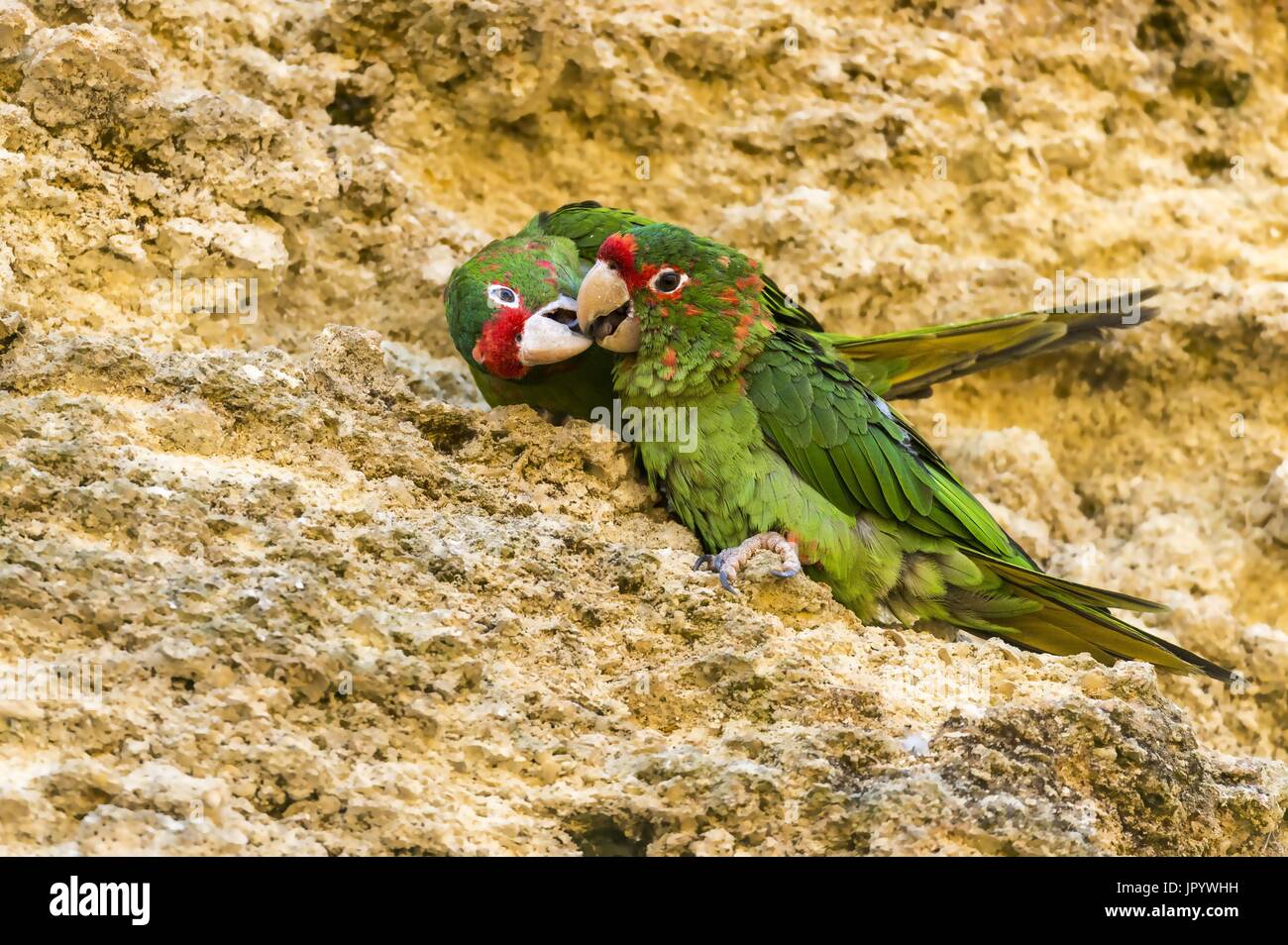 Mitred Parakeet (Psittacara mitratus) on cliff Stock Photo - Alamy
