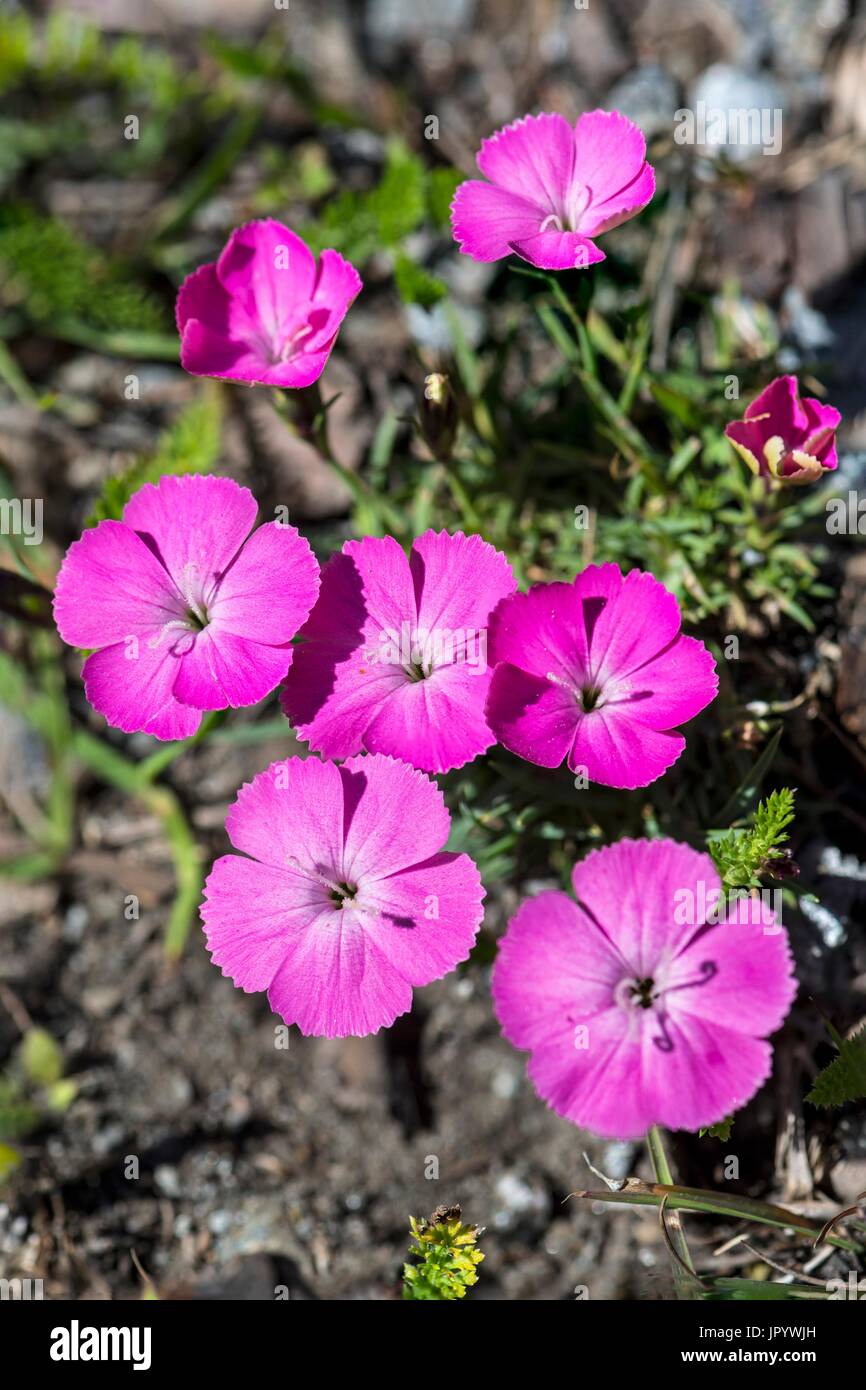 Peacock-Eye Pink (Dianthus pavonius) flowers, Queyras, Alps, France ...