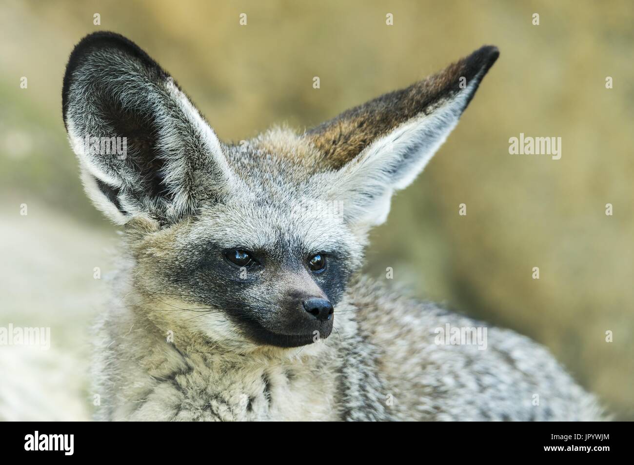 Portrait of Bat-eared Fox (Otocyon megalotis Stock Photo - Alamy