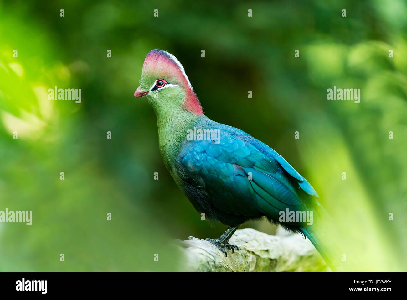 One turaco hi-res stock photography and images - Alamy
