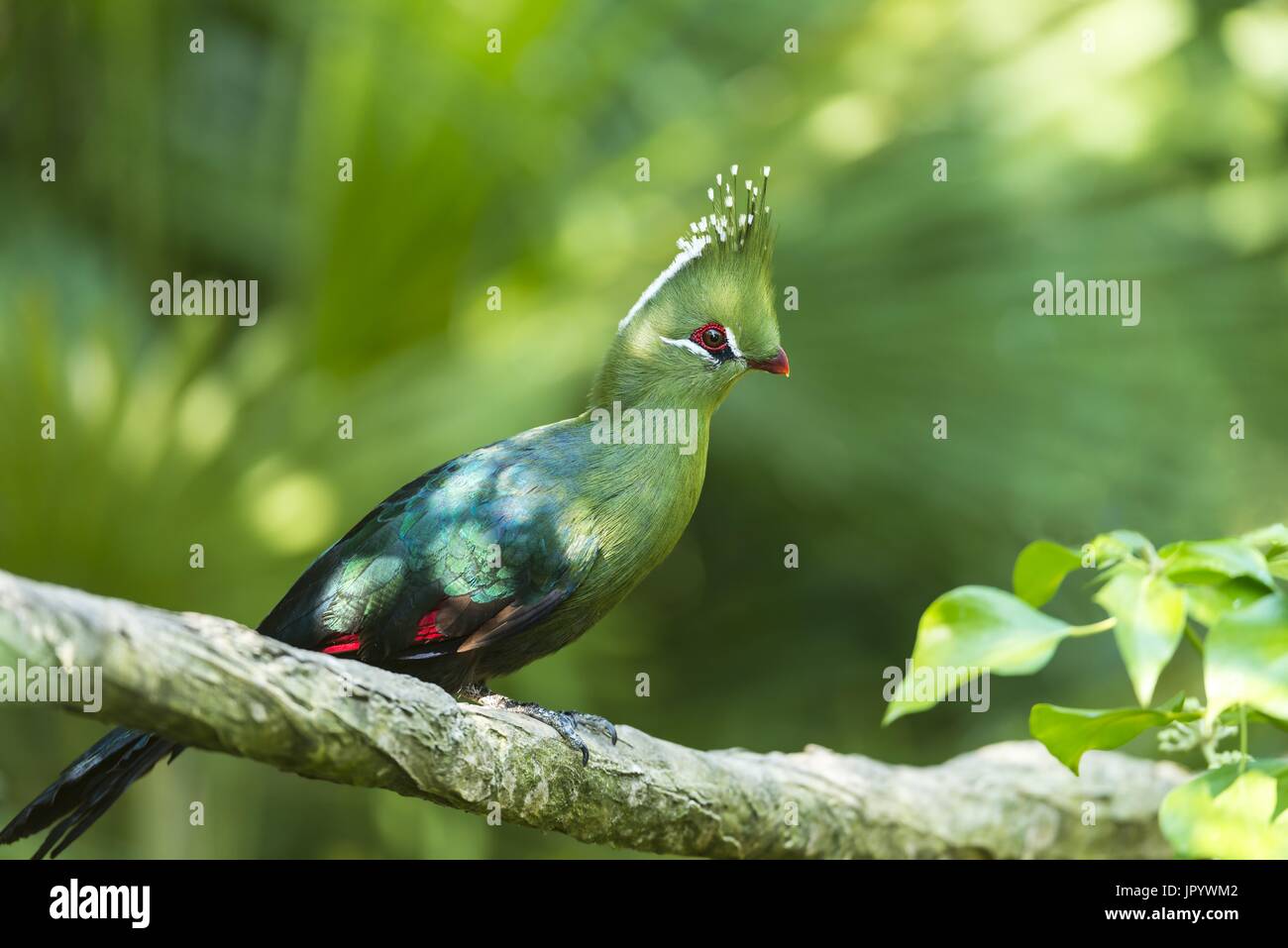 Livingstone's Turaco (Tauraco livingstonii) on a branch, Tanzania Stock ...