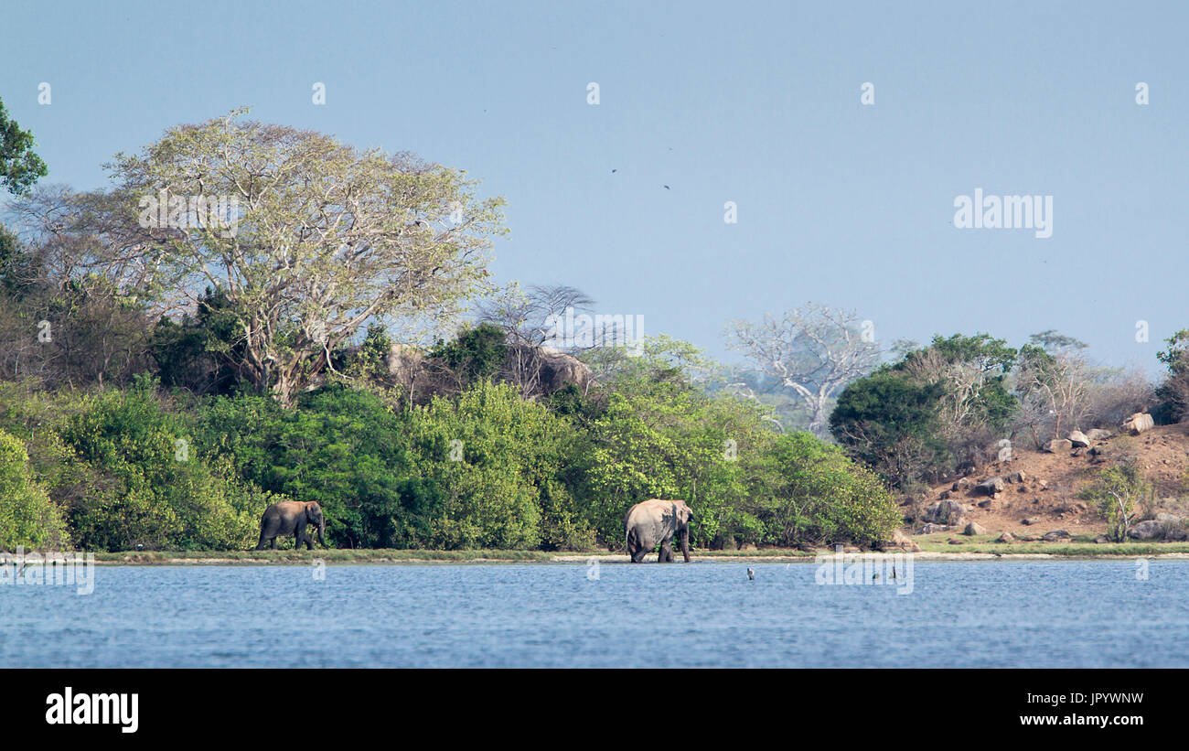 Sri Lankan Elephant (Elephas maximus maximus) on the lagoon edge ...