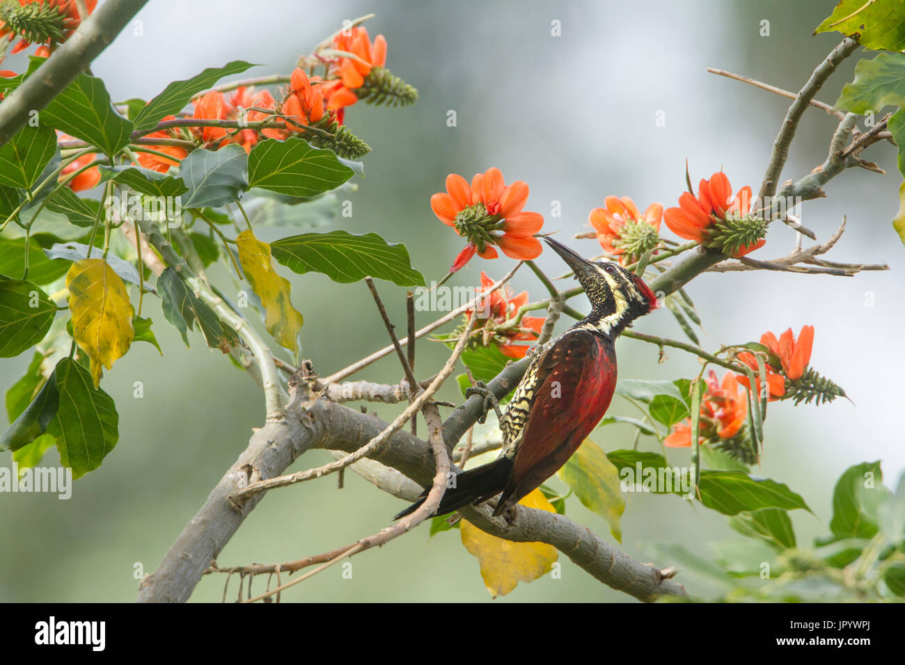 Red backed flameback woodpecker hi-res stock photography and images - Alamy