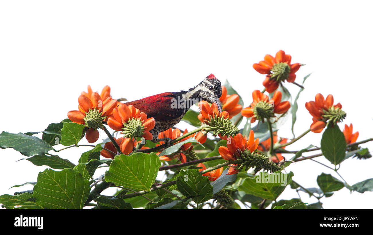 Endemic flower sri lanka hi-res stock photography and images - Alamy