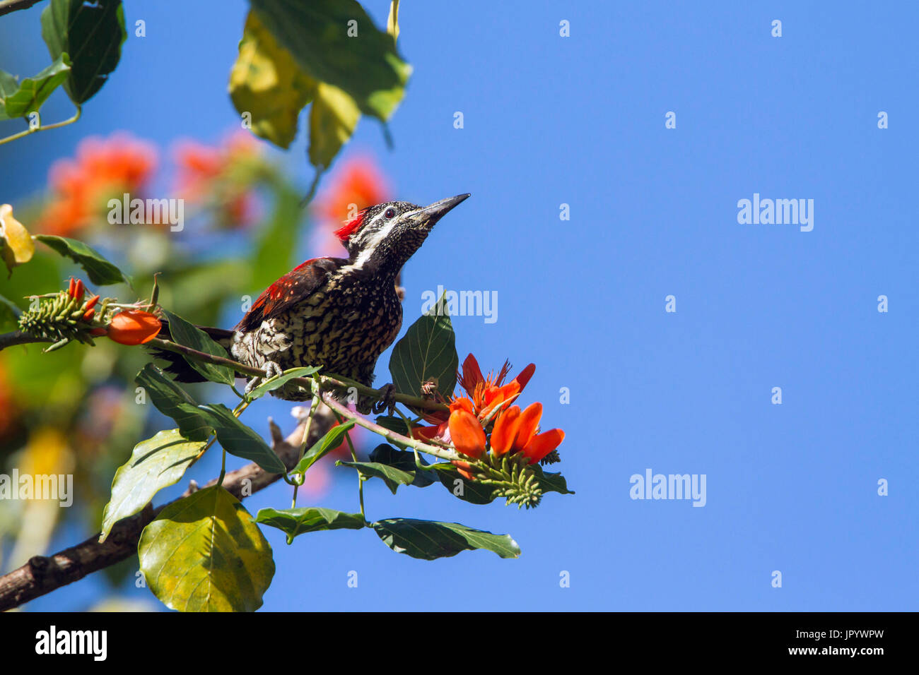 Endemic flower sri lanka hi-res stock photography and images - Alamy