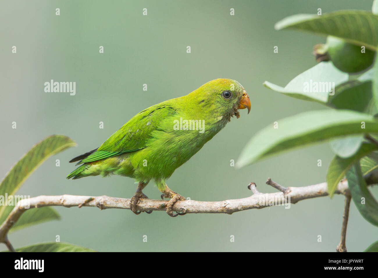 Ceylon Hanging-Parrot (Loriculus beryllinus) on a branch, Ella, Sri ...