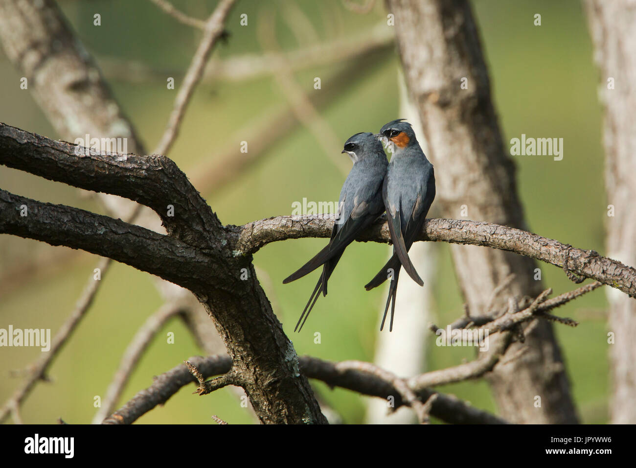 Crested Treeswift (Hemiprocne coronata) couple on a branch, Ella, Sri ...