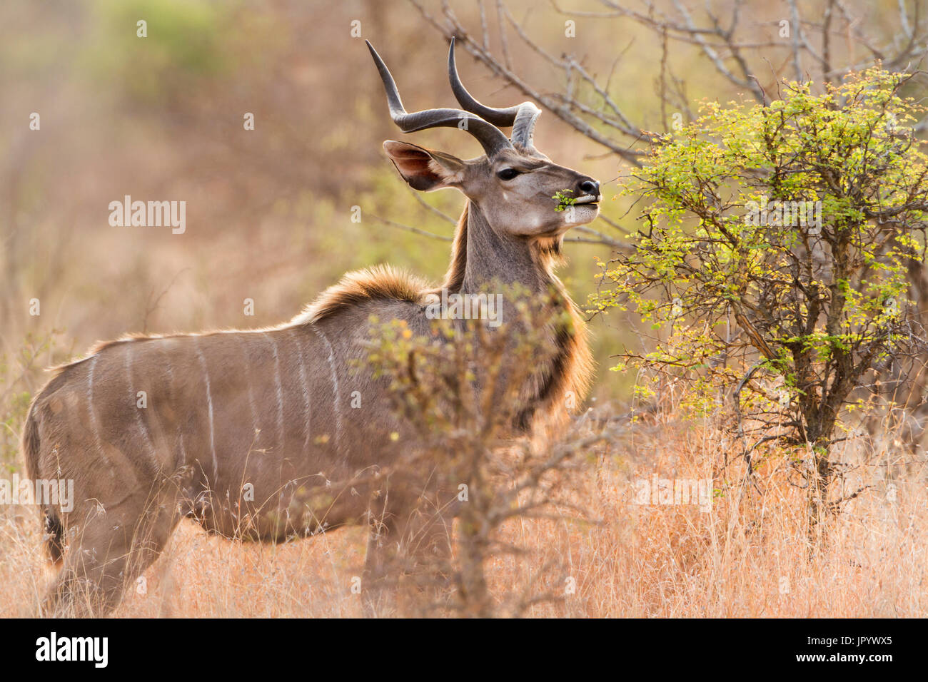 Greater kudu (Tragelaphus strepsiceros) eating foliage, Kruger National ...