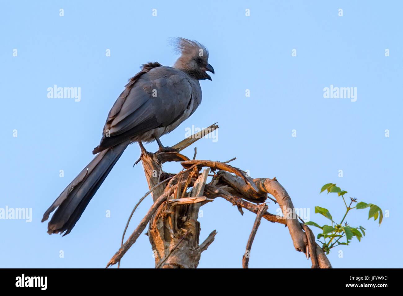 Grey go-away bird (Crinifer concolor) on a branch, Kruger National park ...