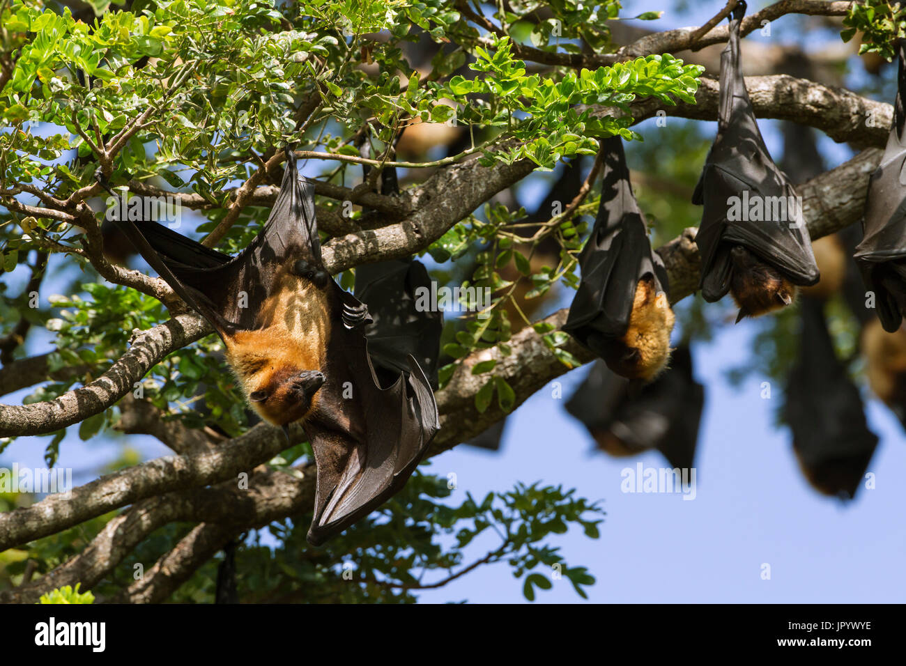 Indian Flying-fox (Pteropus giganteus) group suspending, Yala national ...