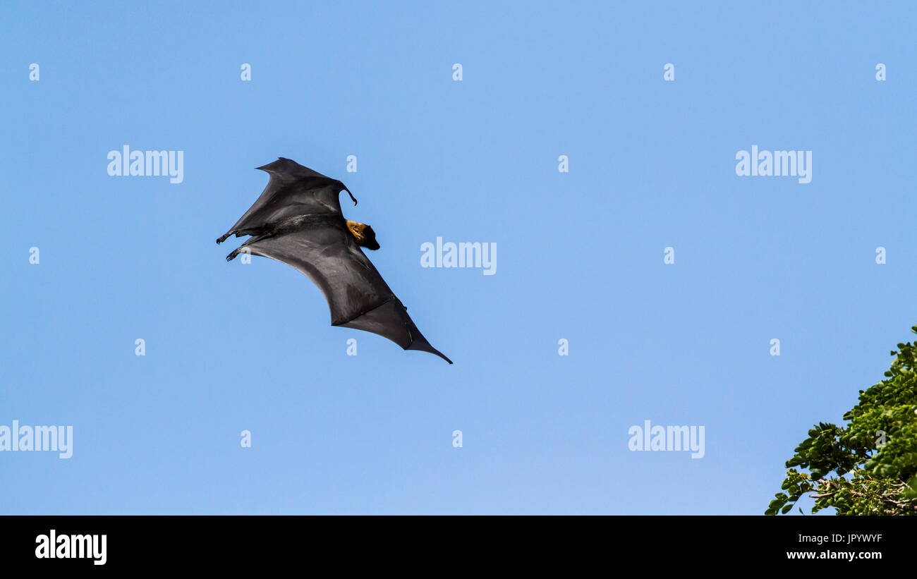 Indian Flying-fox (Pteropus giganteus) in flight on blue sky, Yala ...
