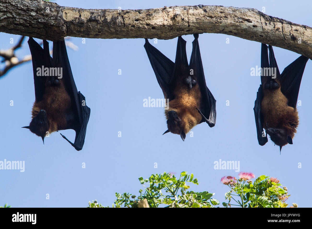 Indian Flying-fox (Pteropus giganteus) group suspending, Yala national ...
