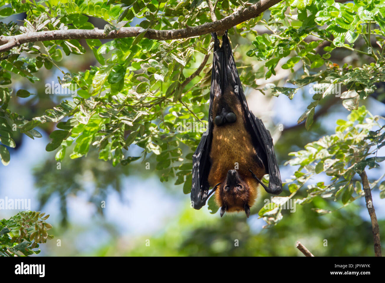Indian Flying-fox (Pteropus giganteus) suspending, Yala national park ...