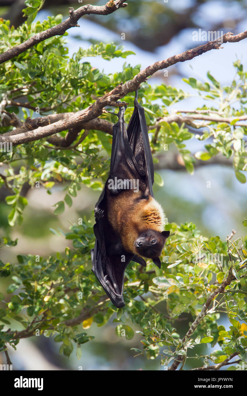 Indian Flying-fox (Pteropus giganteus) suspending, Yala national park ...