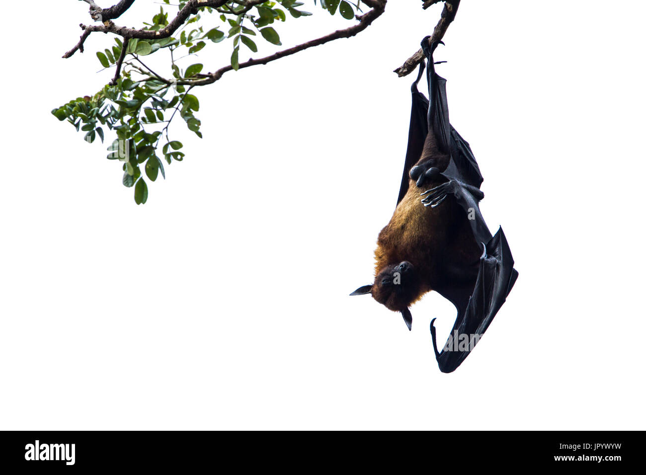 Indian Flying-fox (Pteropus giganteus) suspending on white background ...