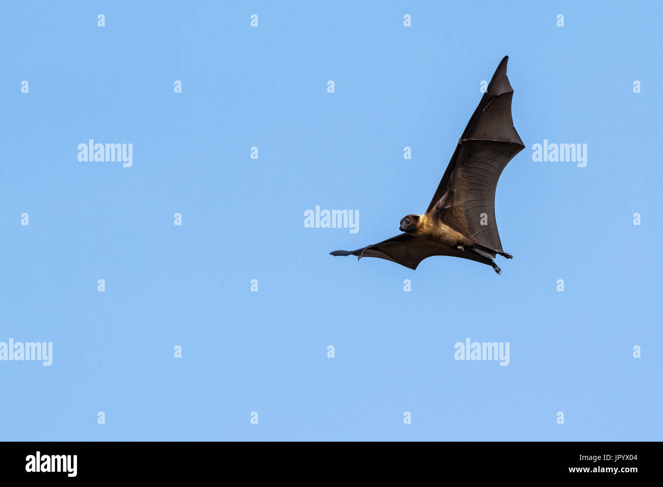 Indian Flying-fox (Pteropus giganteus) in flight on blue sky, Yala ...