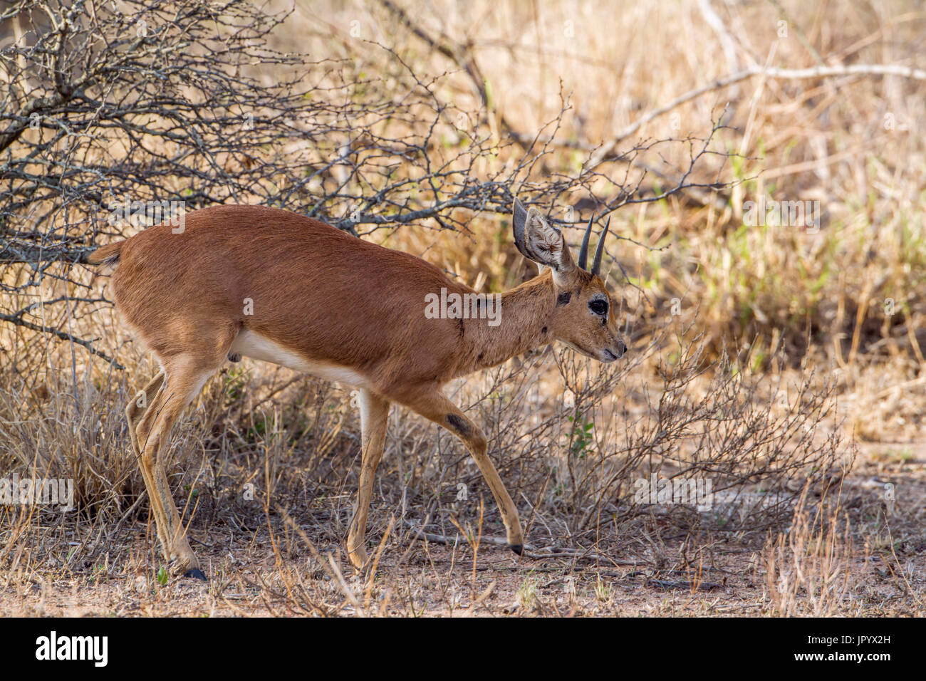 Steenbok (Raphicerus campestris), Kruger National park, South Africa ...