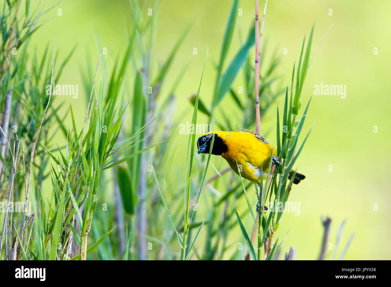Village weaver (Ploceus cucullatus) taking material for nest, Kruger ...