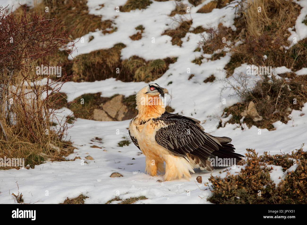 Bearded Vulture (Gypaetus barbatus) in the snow, Pyrenees, Catalonia ...