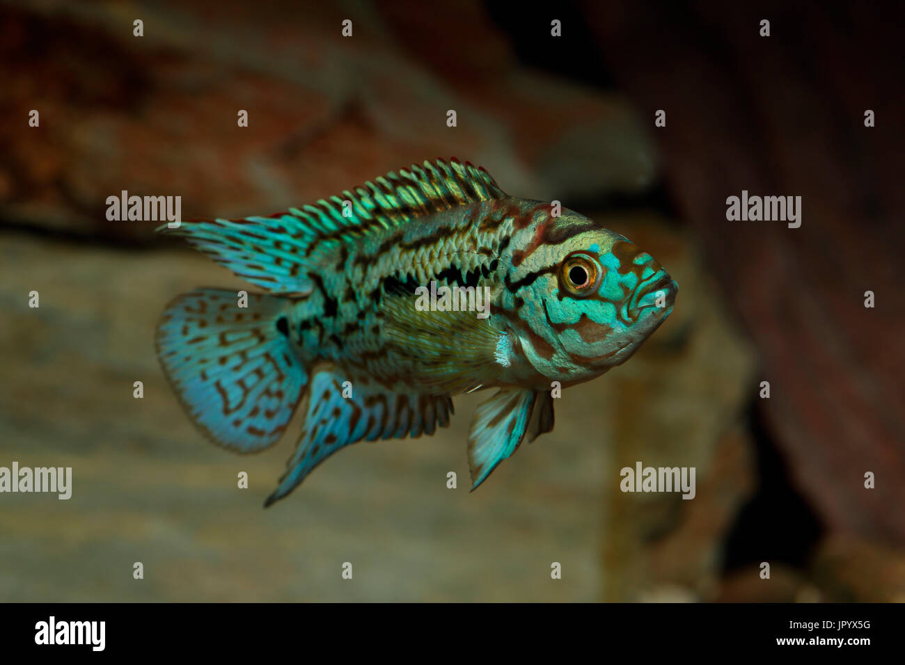 Jack Dempsey (Rocio octofasciata) male electric blue breeding form ...