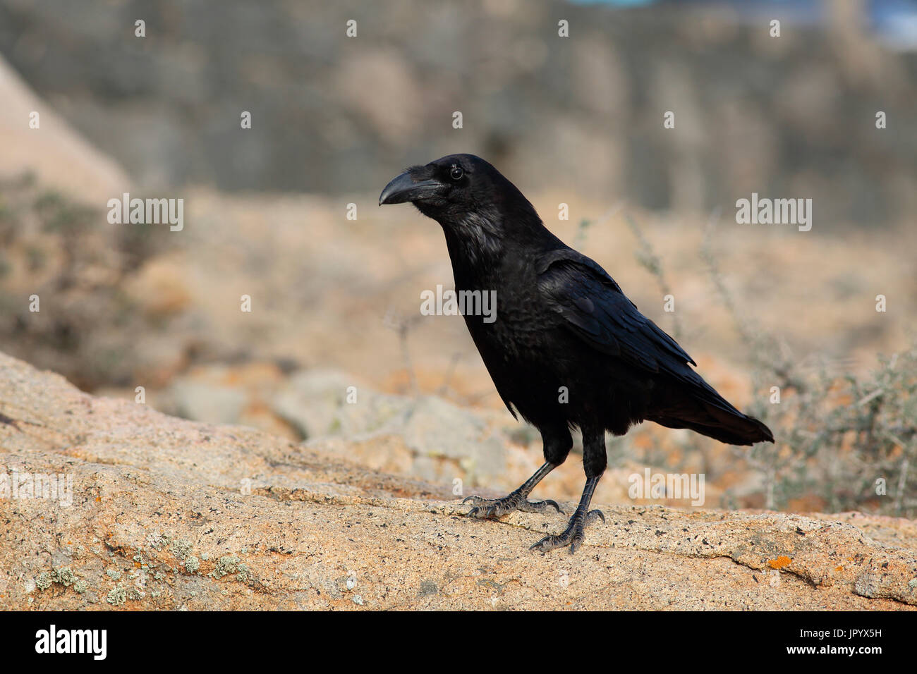 Atlantic sea raven hi-res stock photography and images - Alamy