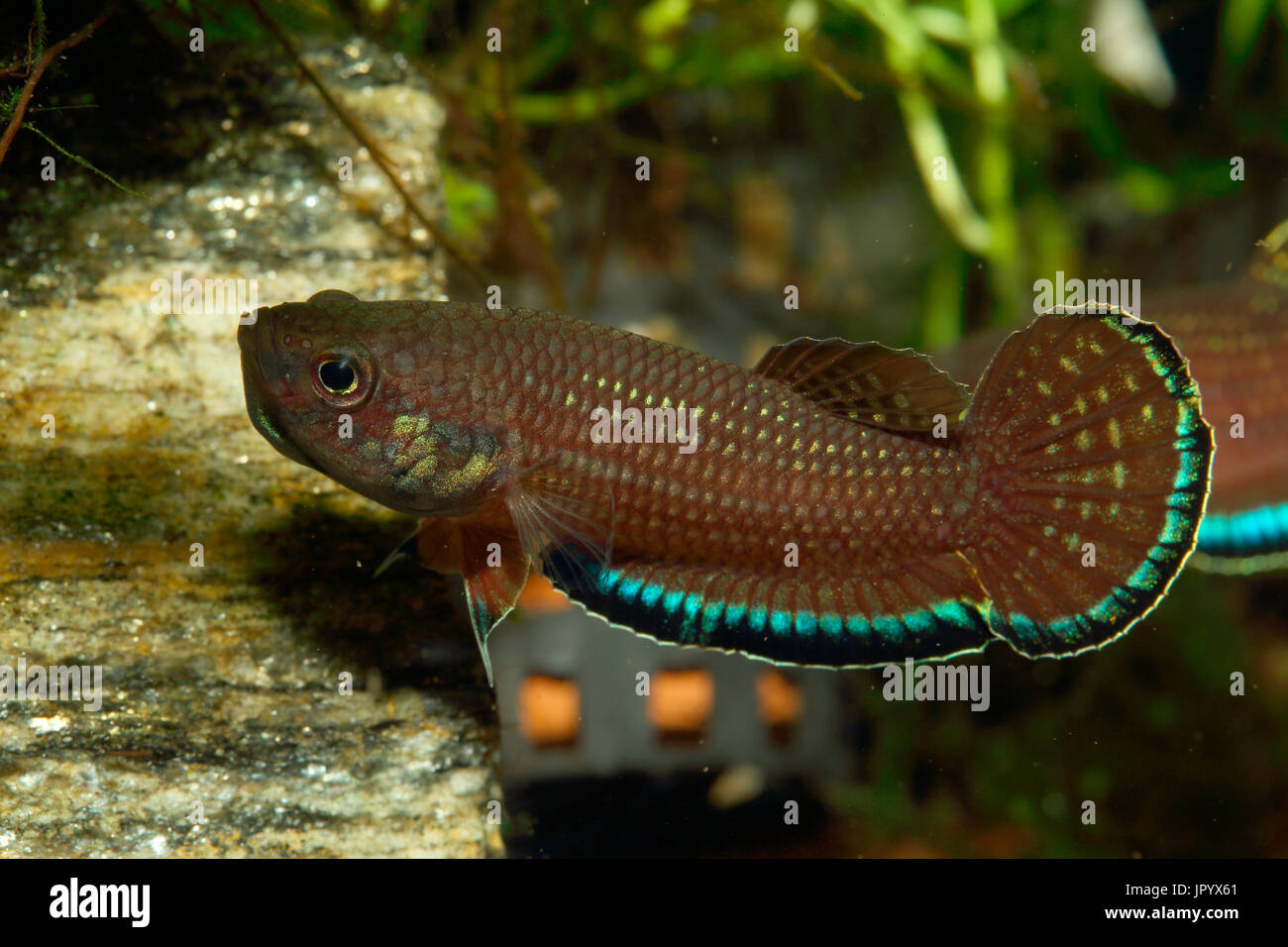 Krabi mouth-brooding betta (Betta simplex) male displaying Stock Photo ...