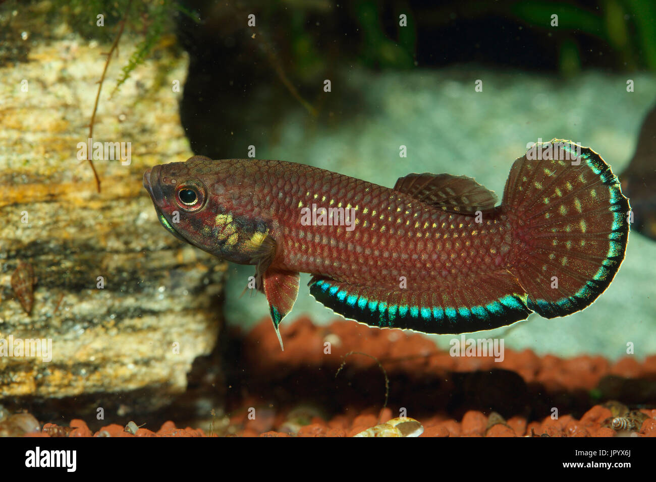 Krabi mouth-brooding betta (Betta simplex) male displaying Stock Photo ...