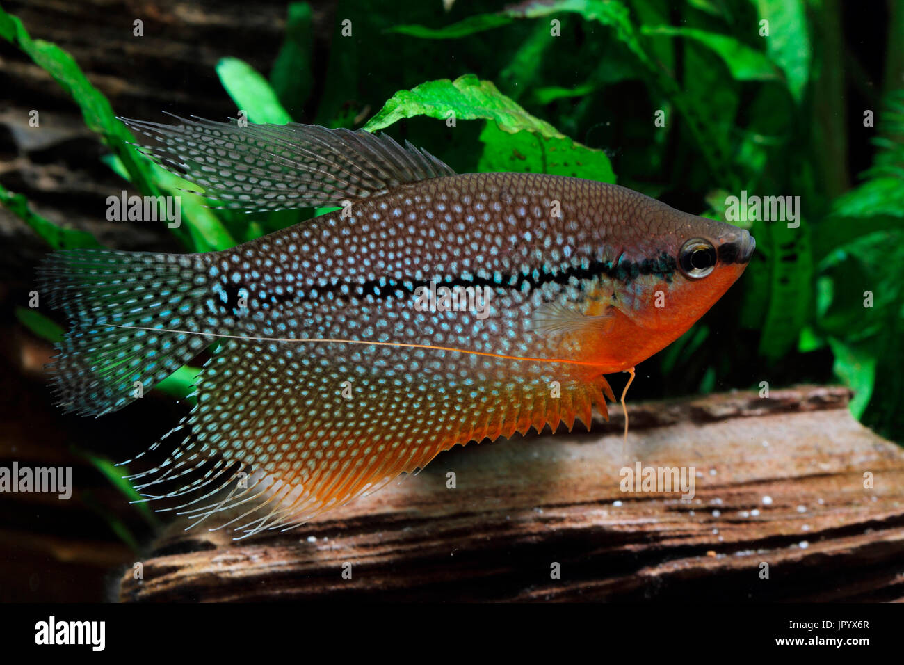 Pearl Gourami (Trichogaster leeri) male Stock Photo - Alamy