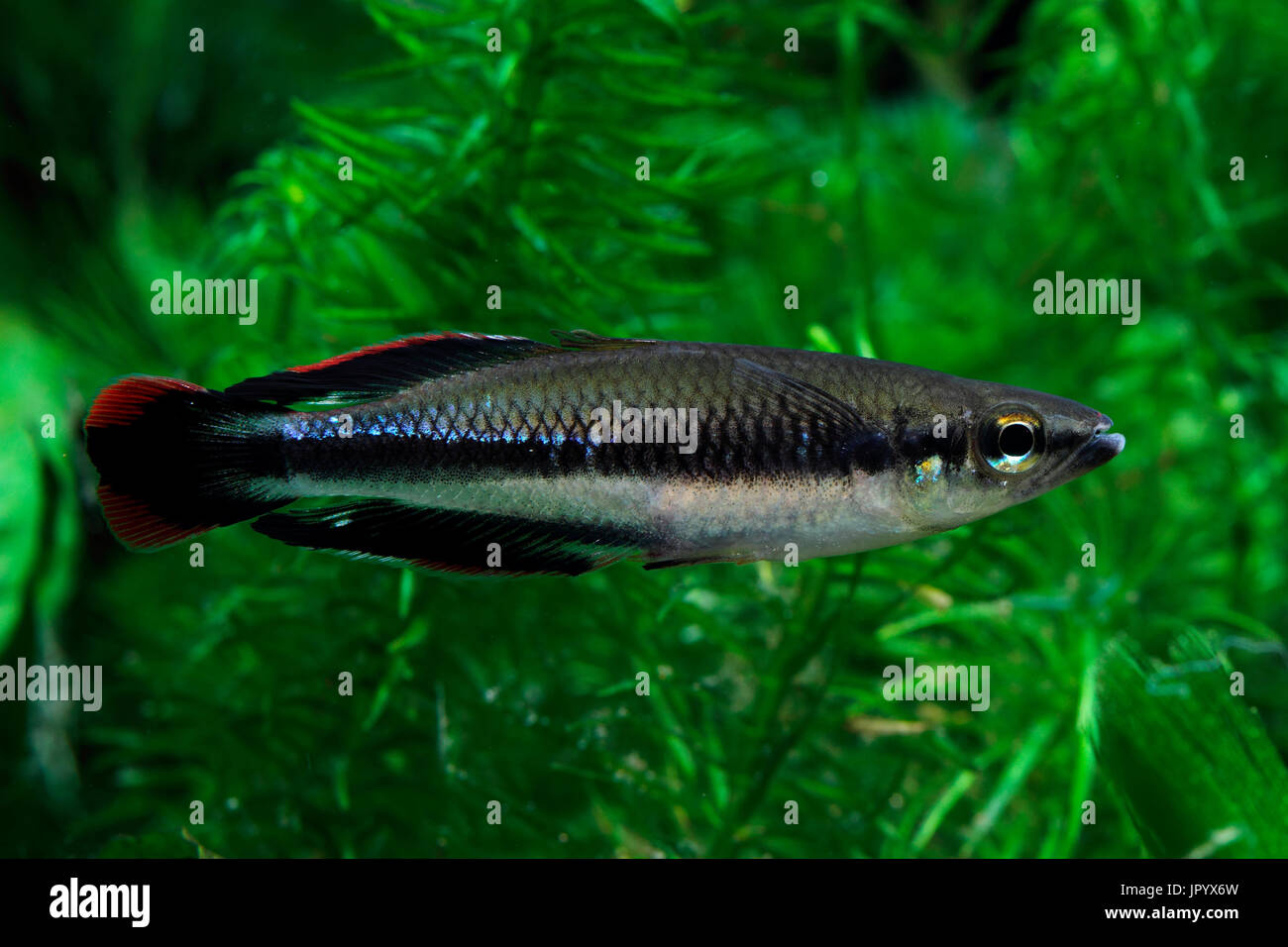 Geayi hi-res stock photography and images - Alamy